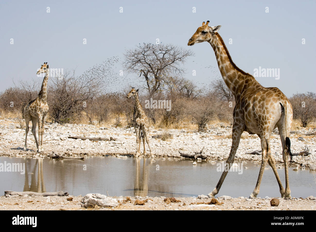 Giraffes at Waterhole Etosha National Park Namibia Stock Photo - Alamy