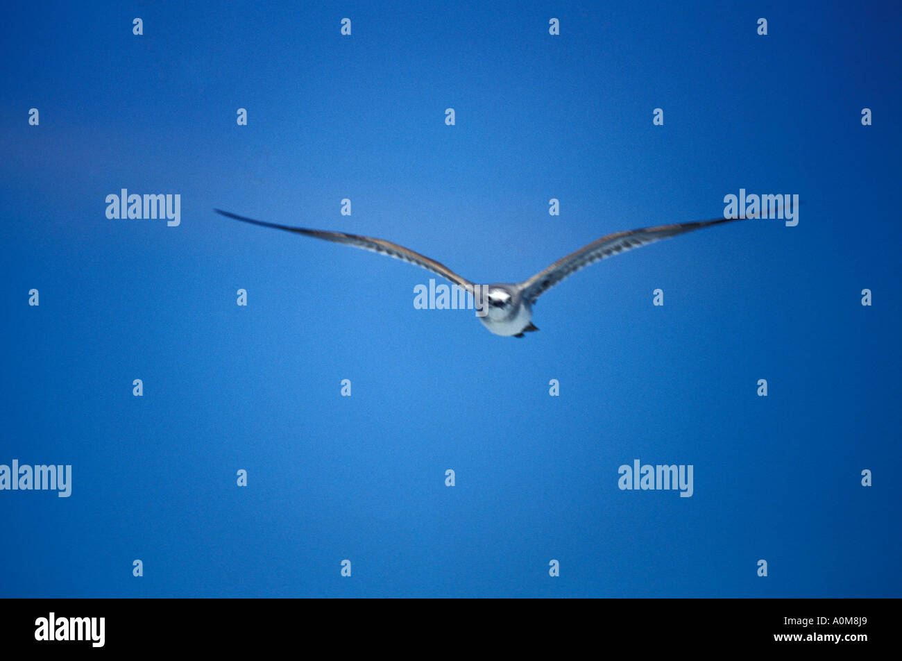 Waterfowl anatomy hi-res stock photography and images - Alamy