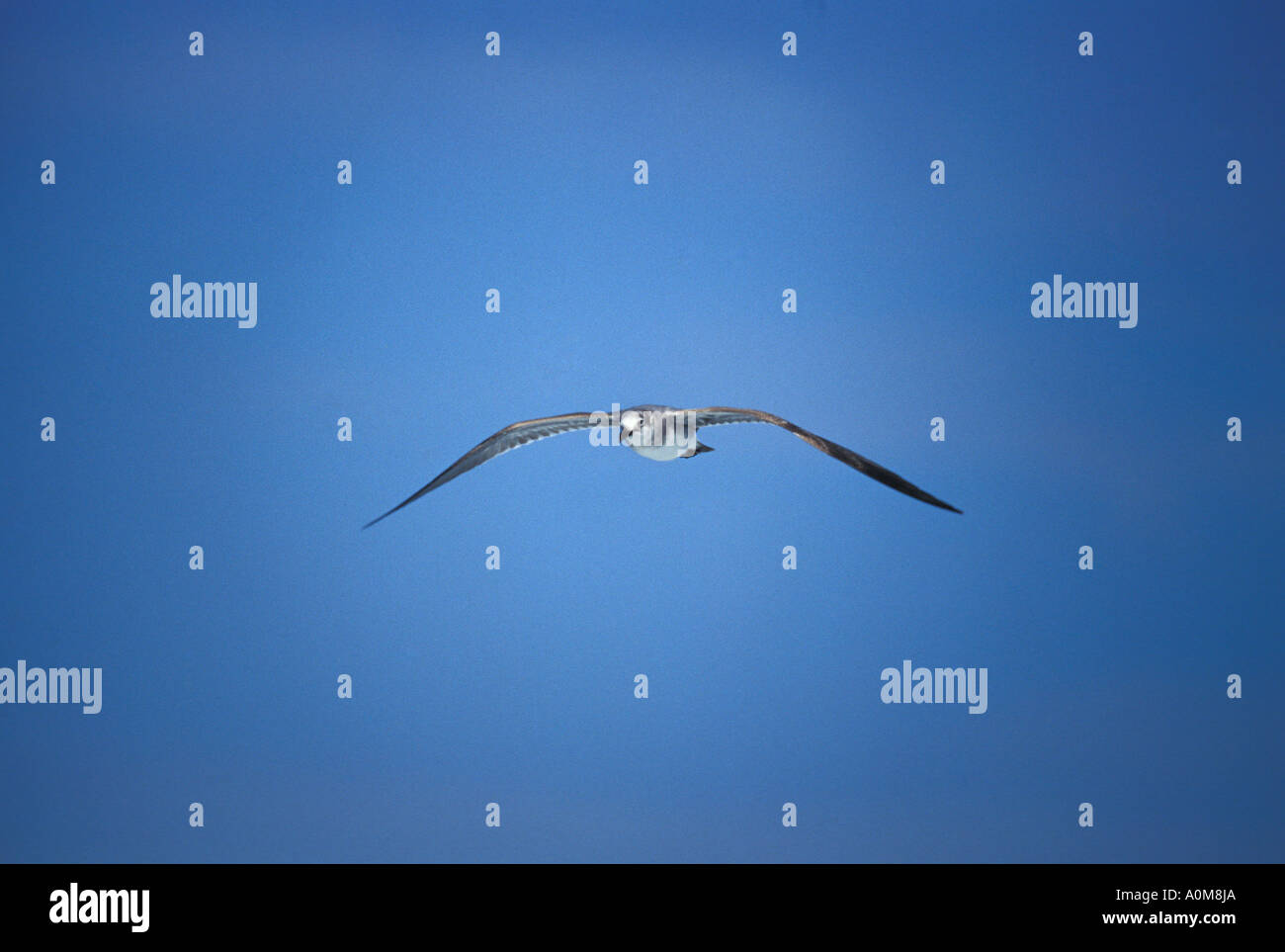 Waterfowl anatomy hi-res stock photography and images - Alamy