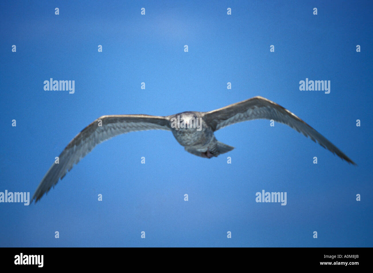 Close up seagull flapping wings hi-res stock photography and images - Alamy