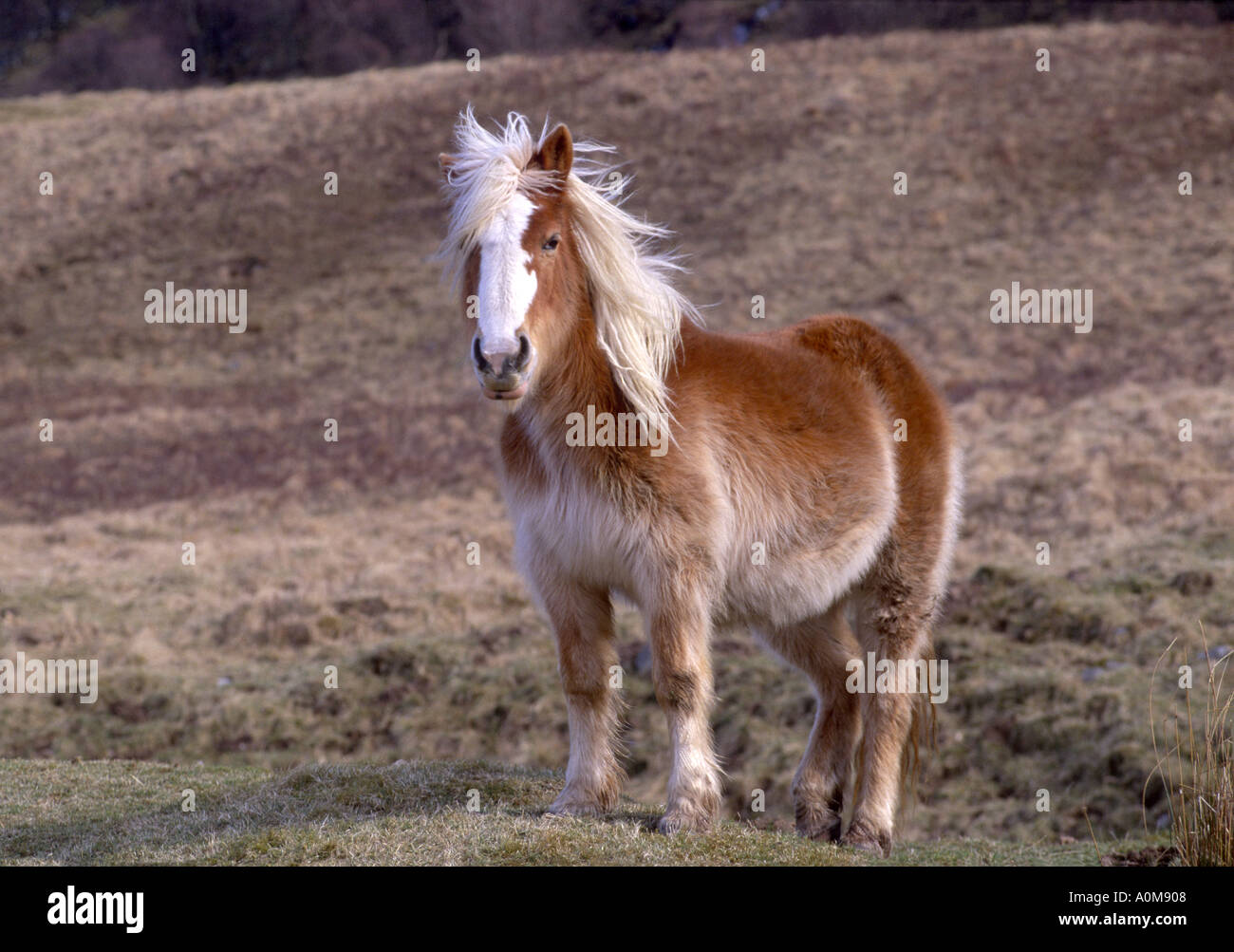 Versatile horse pony hi-res stock photography and images - Alamy