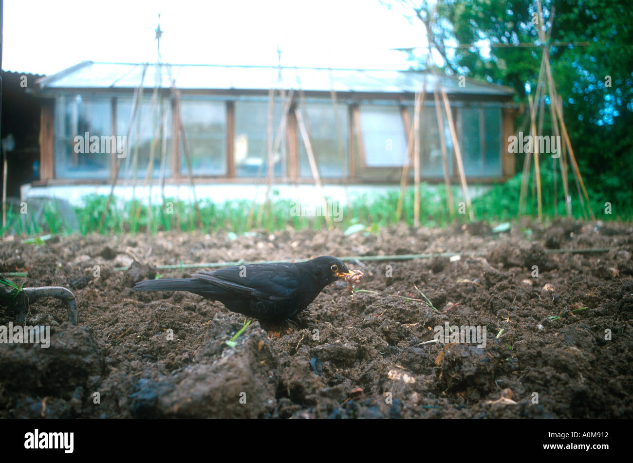 Garden bird wide angle hi-res stock photography and images - Alamy