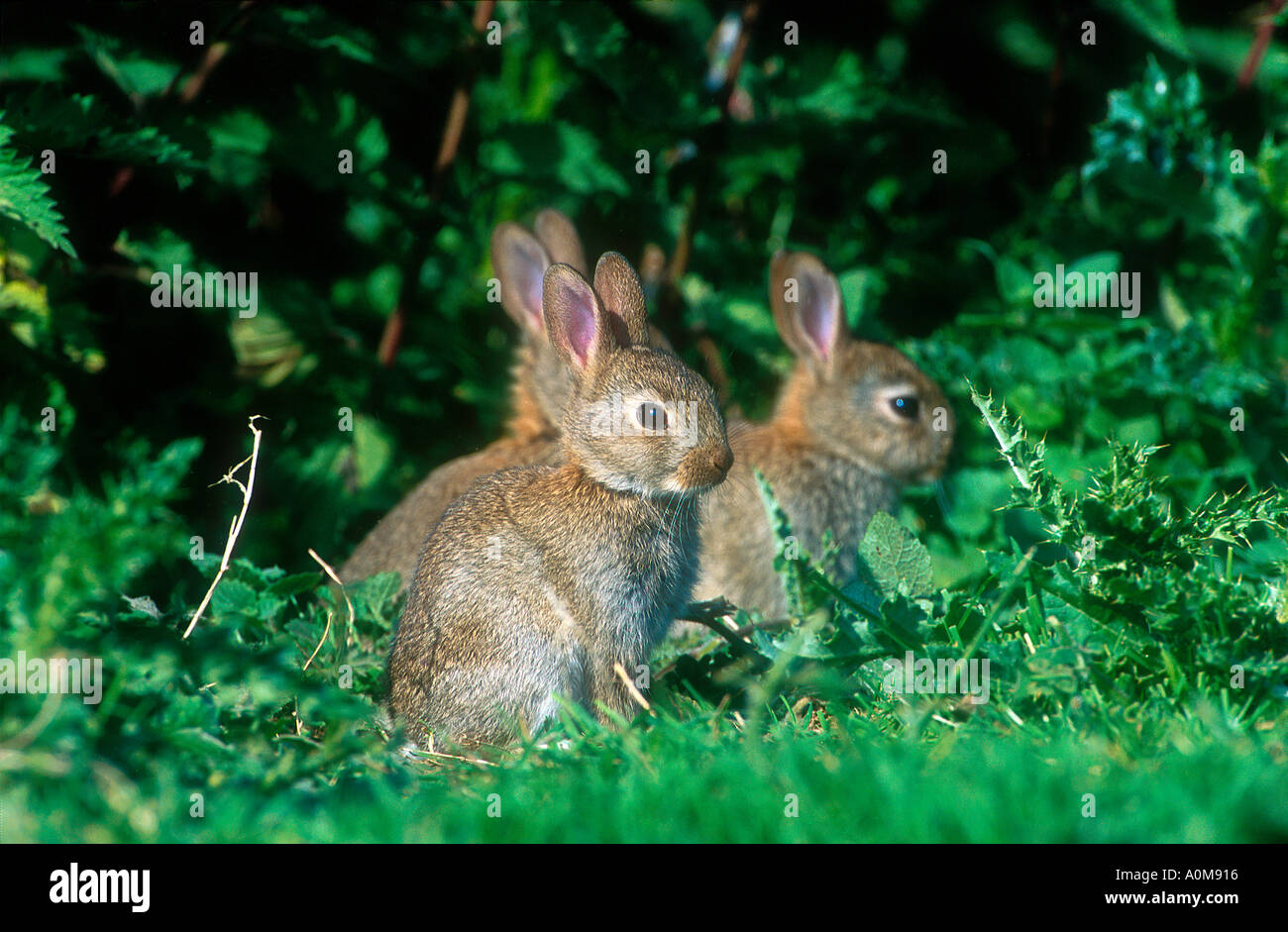Rabbits rabbit shooting hi-res stock photography and images - Alamy