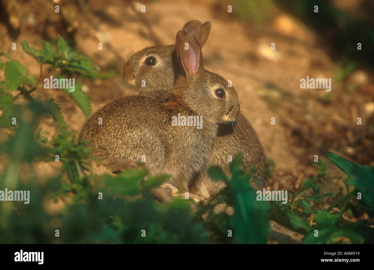 Rabbits rabbit shooting hi-res stock photography and images - Alamy