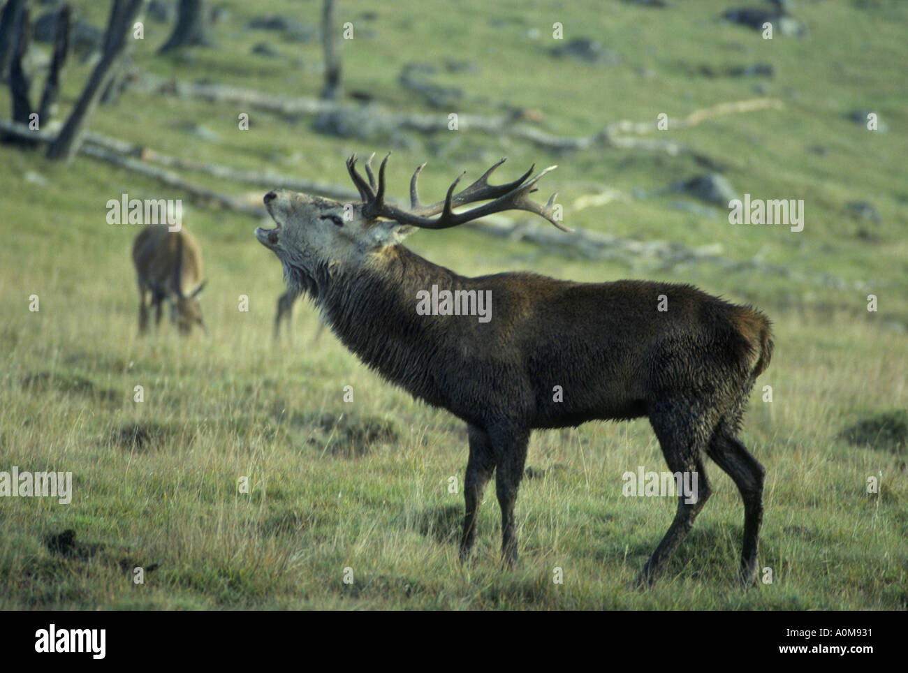 Breeding Red Deer Stag Roaring during the October Autumn Rut. GMM 1318 ...
