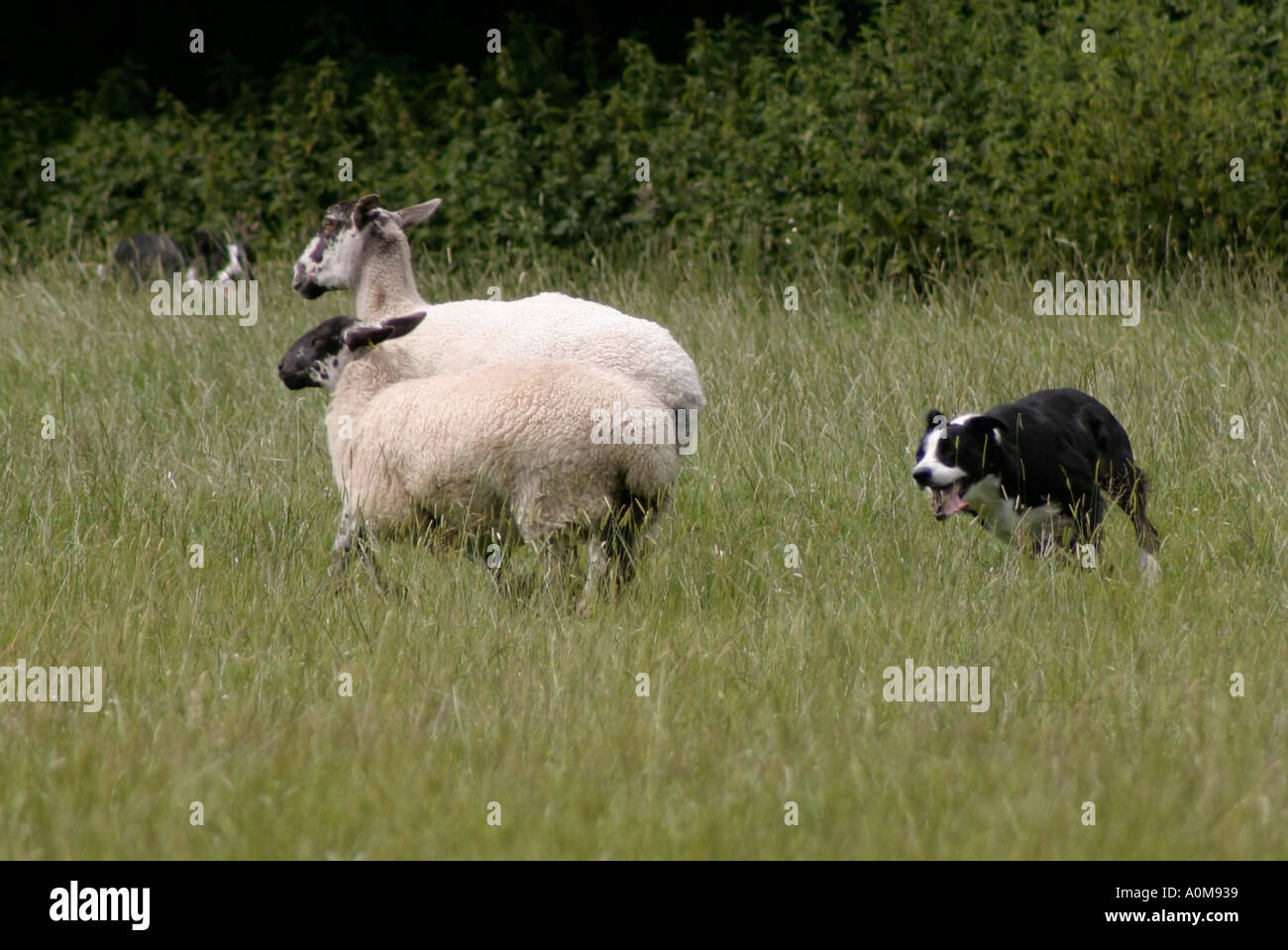 Why Do Dogs Chase Sheep