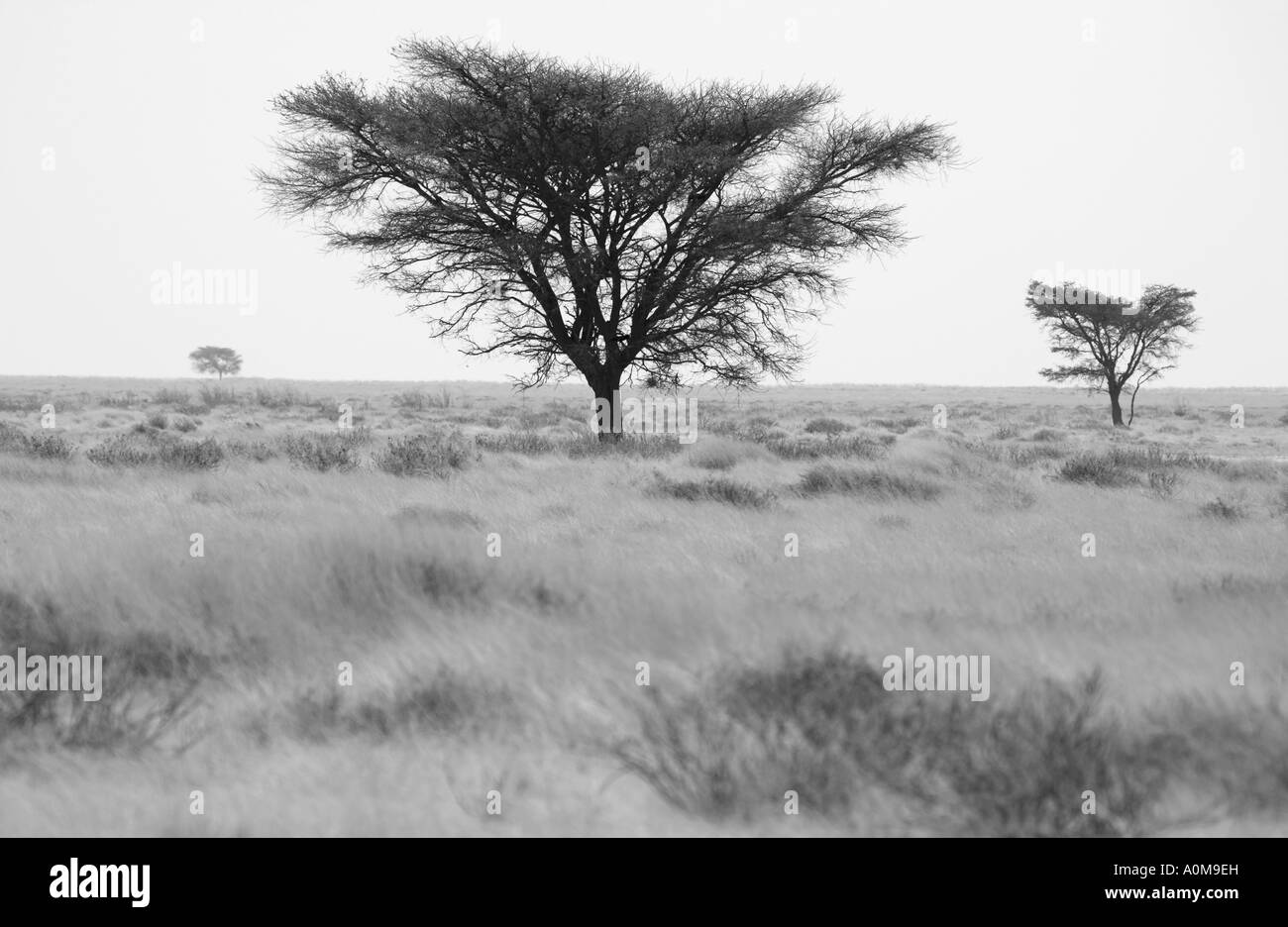 Namibia trees Black and White Stock Photos & Images - Alamy