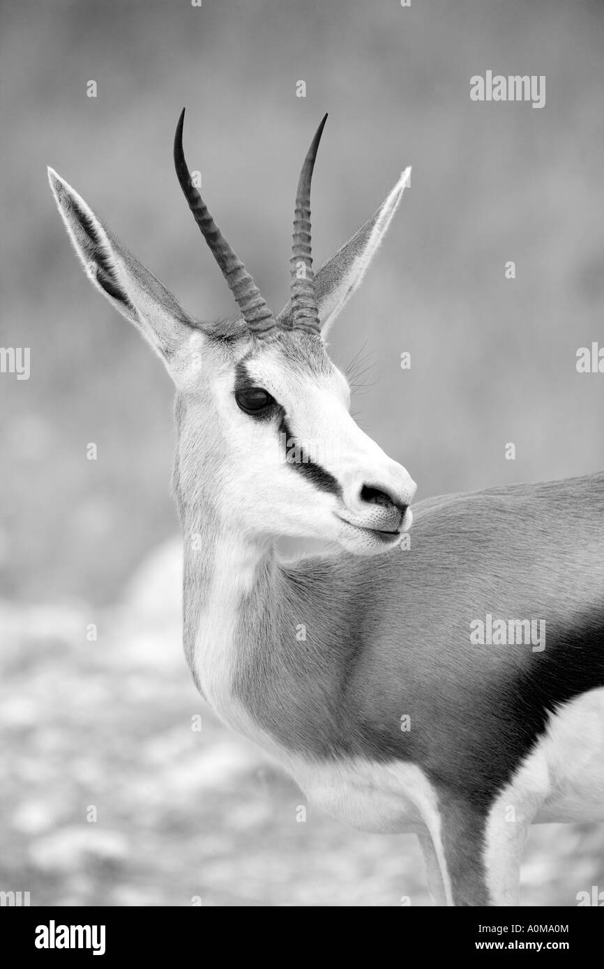 Springbok Black and White Stock Photos & Images - Alamy