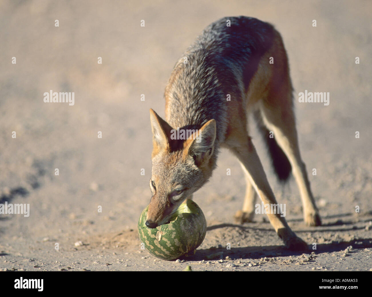 Black backed jackal feeding on hi-res stock photography and images - Alamy