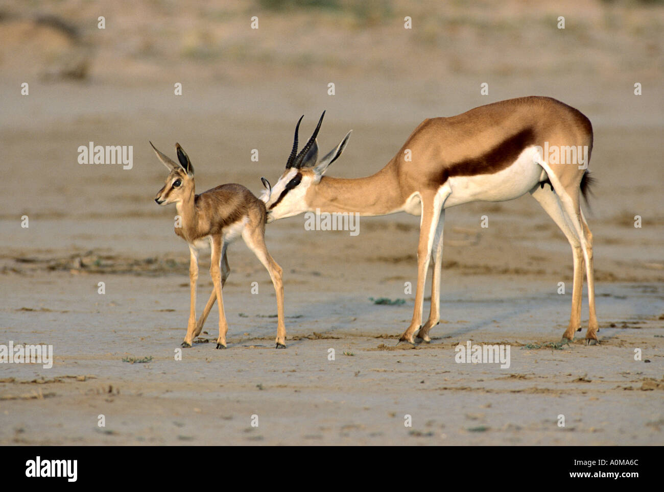 Springbok ewe with baby Stock Photo - Alamy