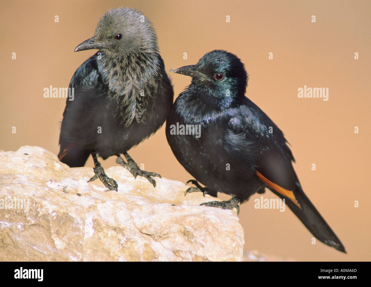 Redwinged starlings hi-res stock photography and images - Alamy