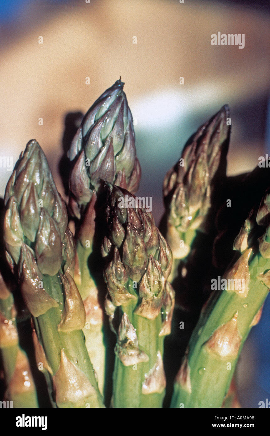 Food Asparagus Vegetable, Close Up, Still life, Detail, Natural Fresh ...