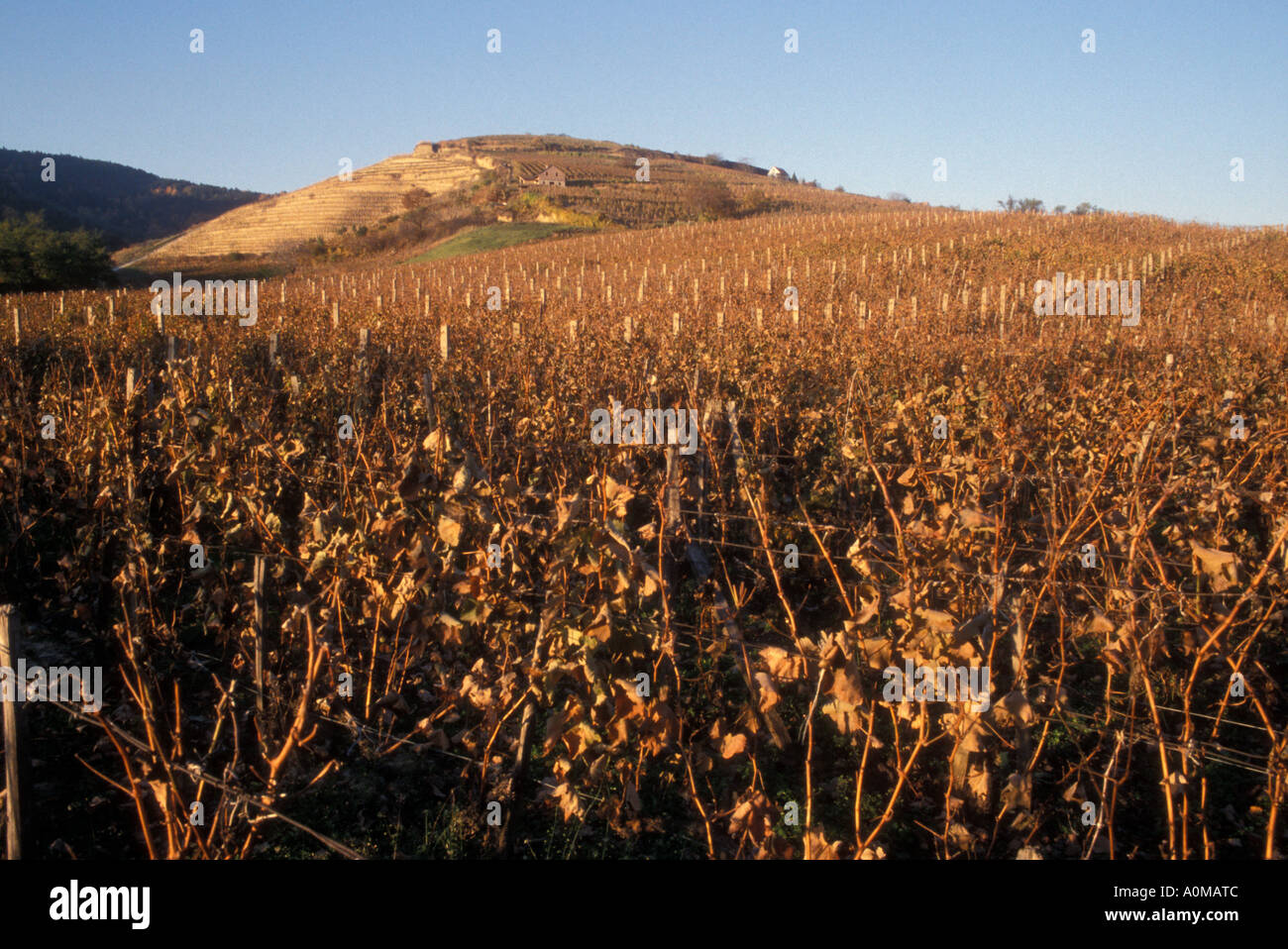 Tokaji grapes hi-res stock photography and images - Alamy