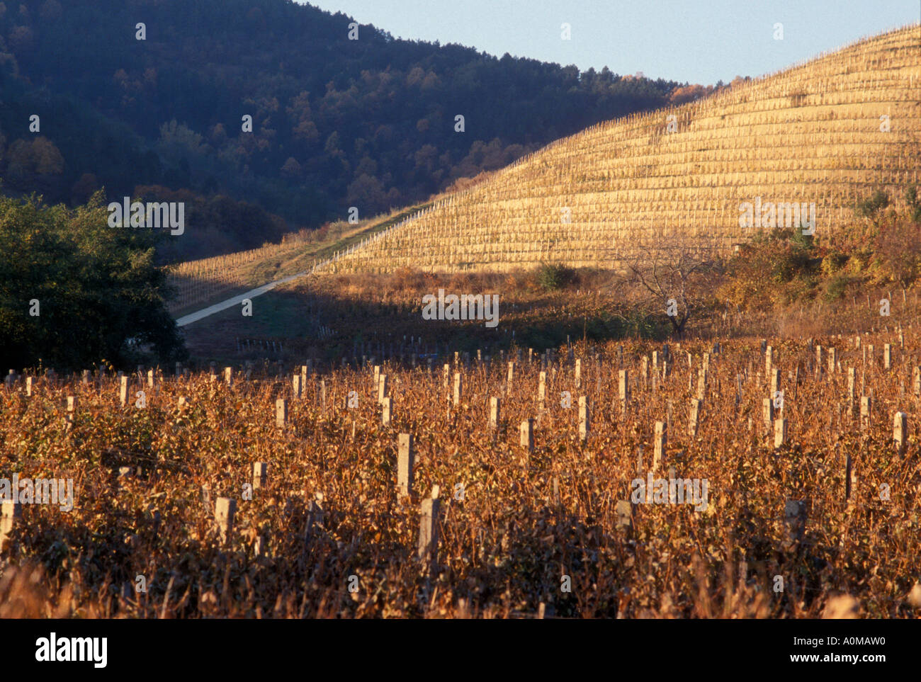 Tokaj aszú hi-res stock photography and images - Alamy