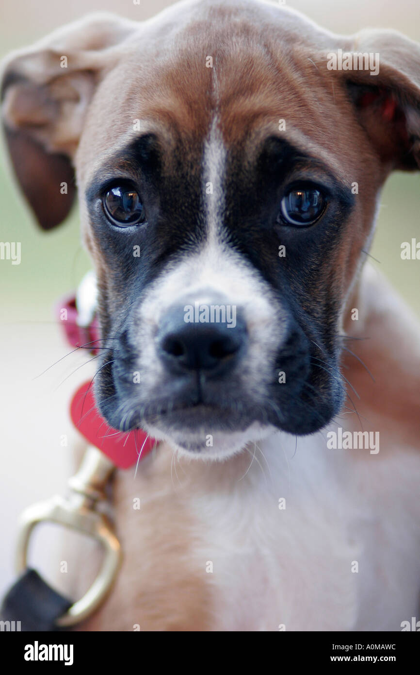 animal dog boxer puppy Stock Photo - Alamy