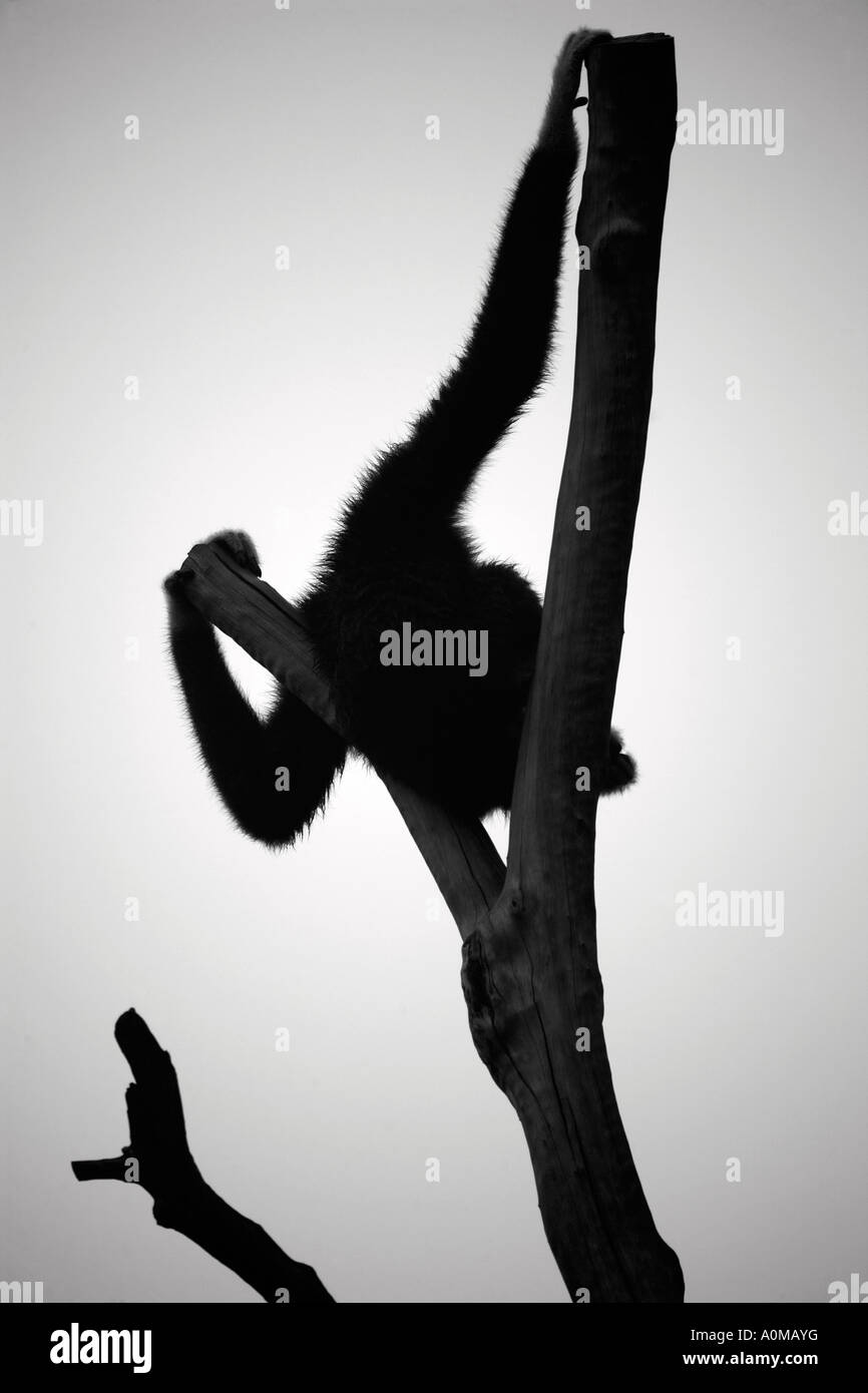 Gibbon mono hi-res stock photography and images - Alamy