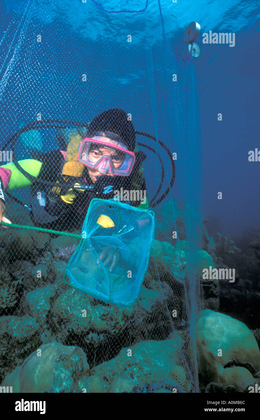 Australia Queensland Great Barrier Reef Lizard Island Marine Biologist ...