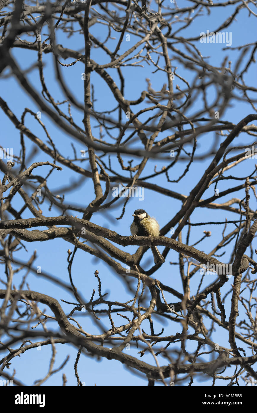 Great Tit sitting in a tree with twirling branches Stock Photo - Alamy
