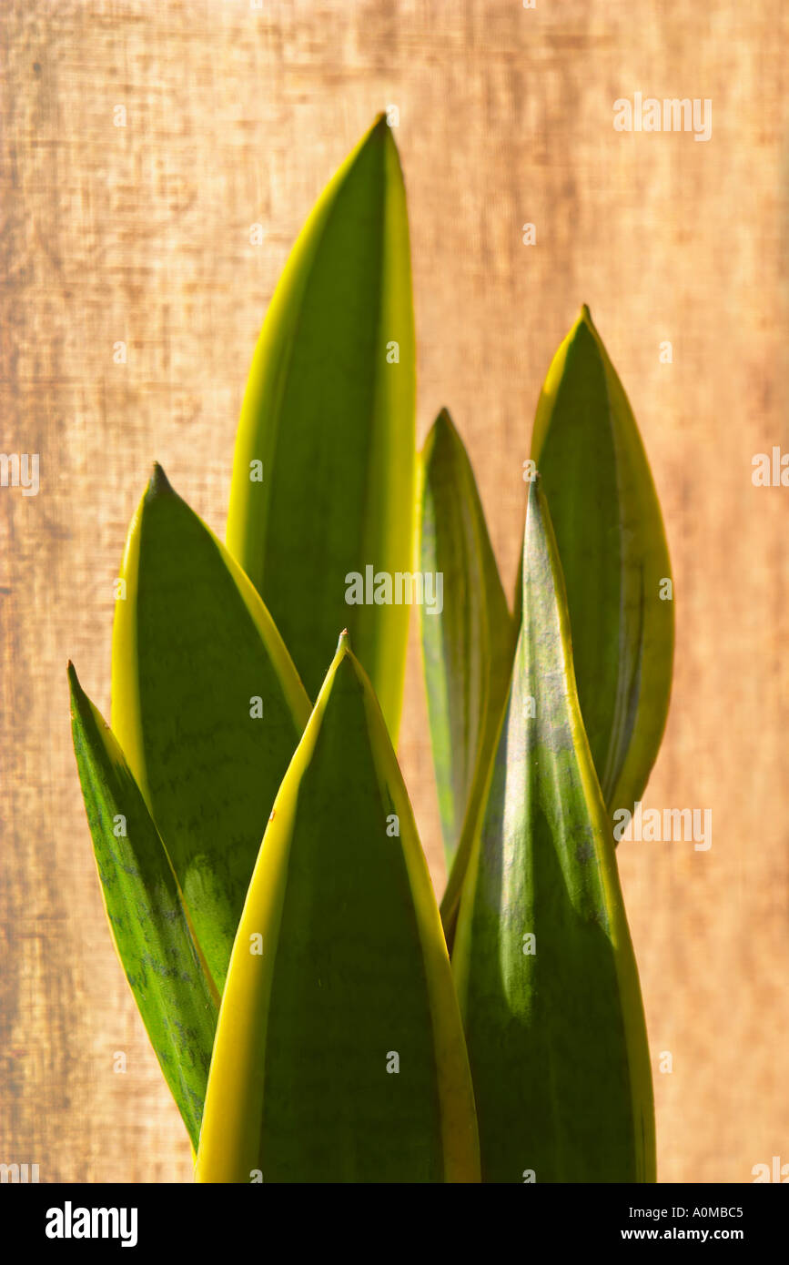 Snake plant - Sansevieria trifasciata Laurentii Stock Photo - Alamy