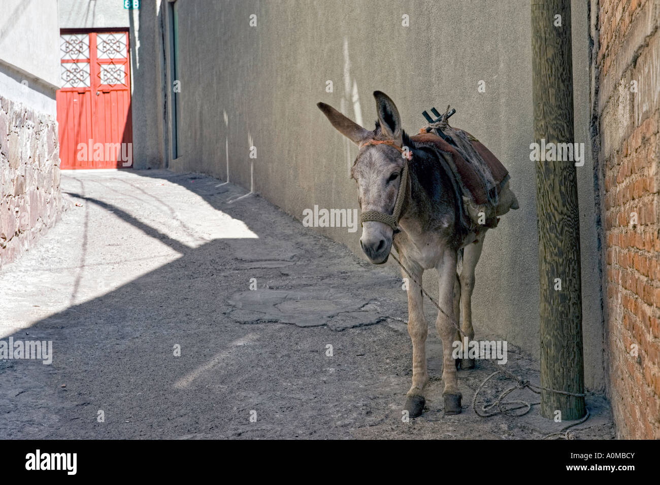 Donkey tightened up to an electric pole in downtown Guanajuato a UNESCO ...