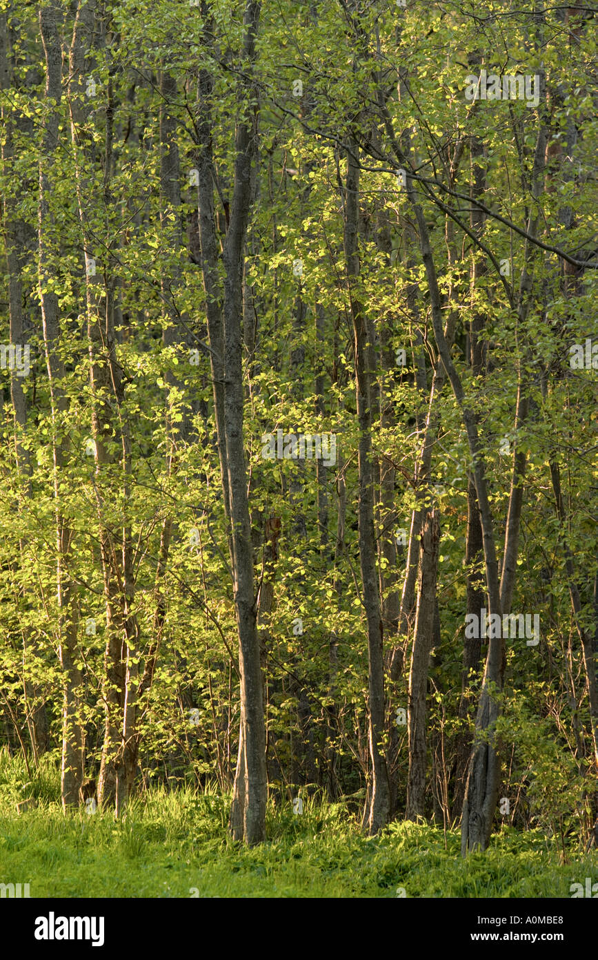 Evening sun rays hi-res stock photography and images - Alamy