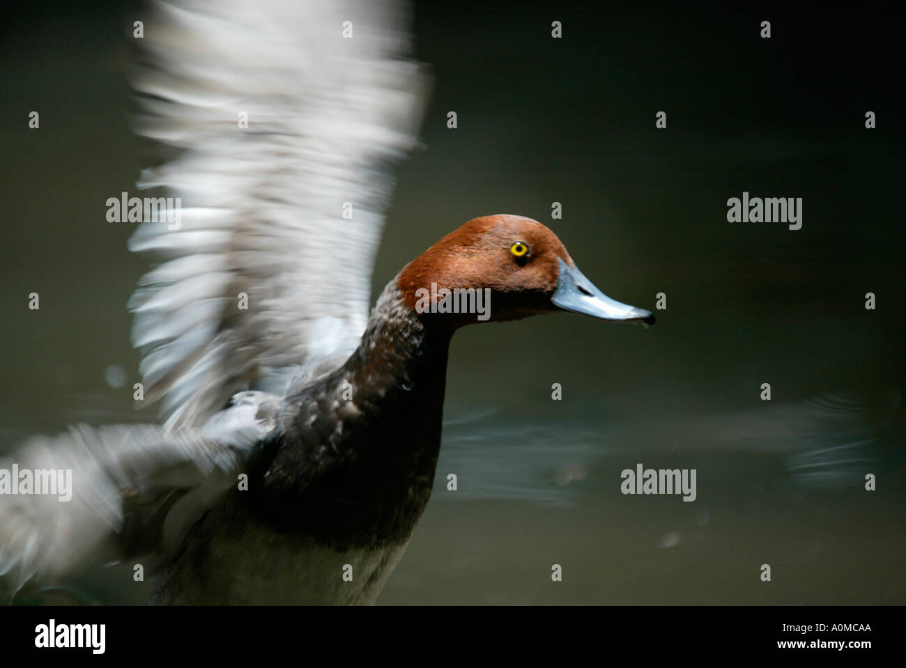 Redhead duck flying hi-res stock photography and images - Alamy