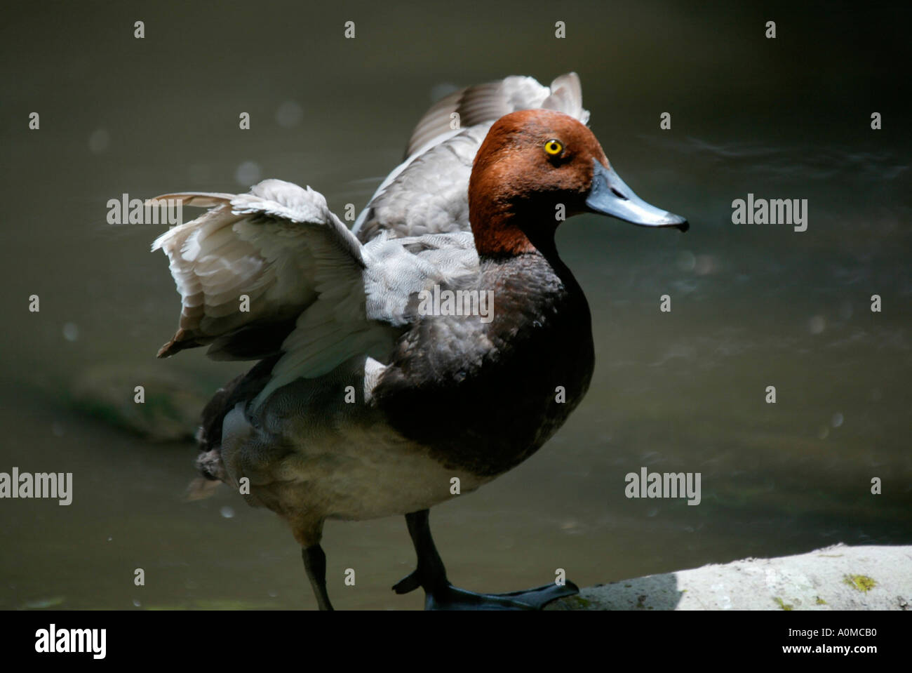 Redhead duck flying hi-res stock photography and images - Alamy