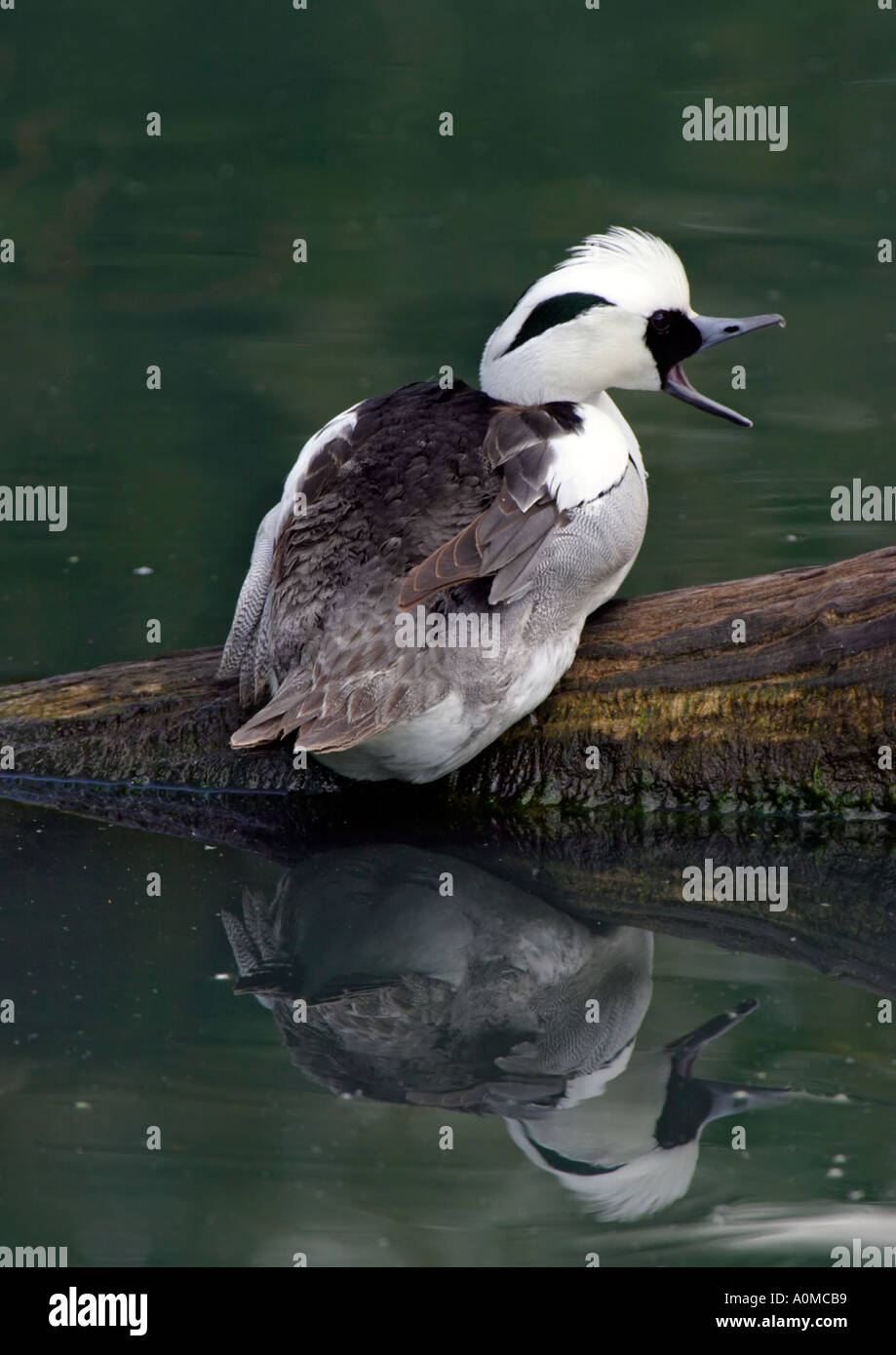 Smew Mergus albellus Stock Photo - Alamy