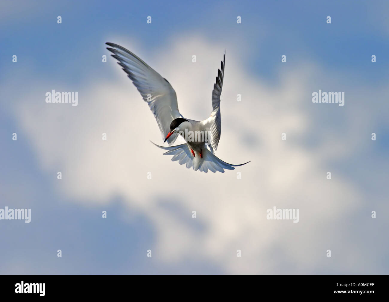 Common Tern Sterna hirundo Stock Photo - Alamy