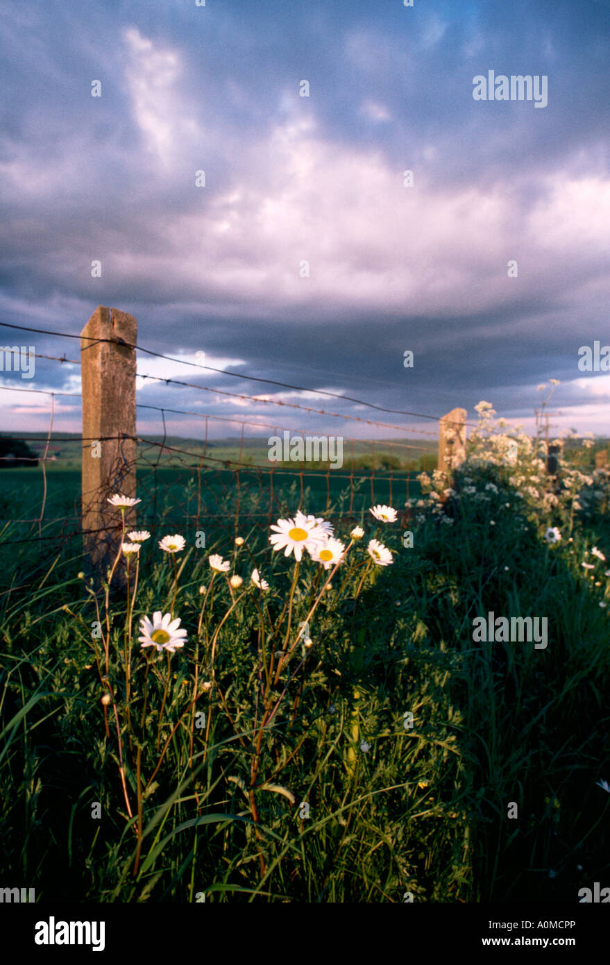 Wildflower Daisies along edge of road fence posts against dramatic sky ...