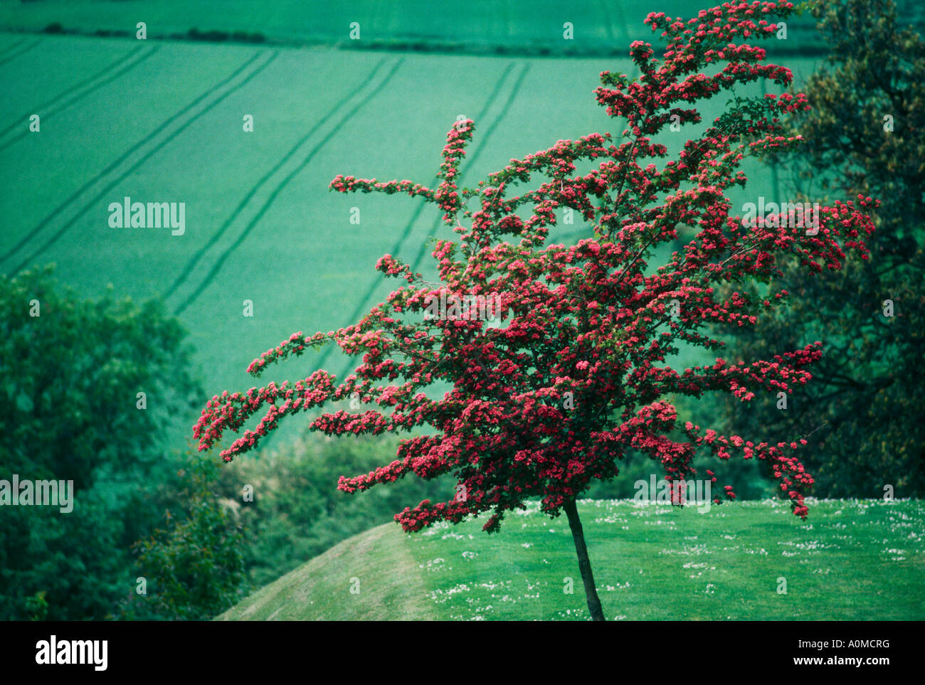 Rich green pastures hi-res stock photography and images - Alamy