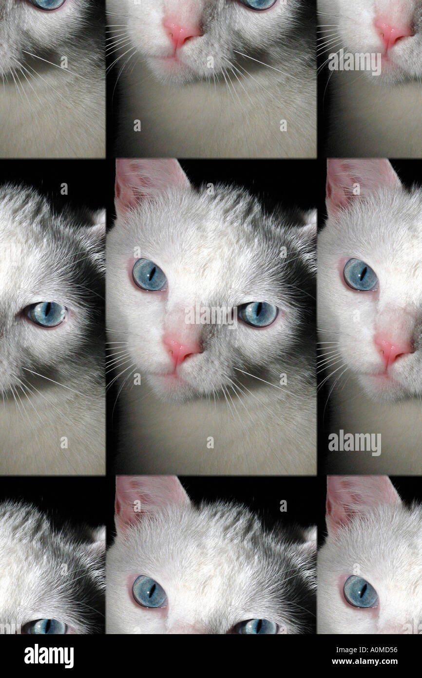 Digital ART Repeating Cats Stock Photo - Alamy