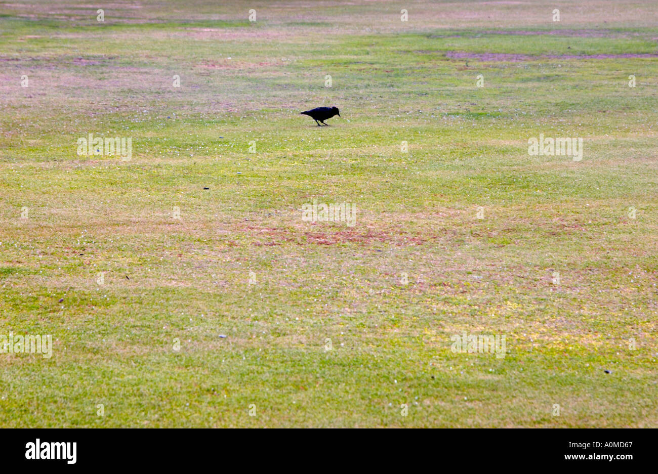 A small black bird eating alone in on a green and rust coloured lawn in ...