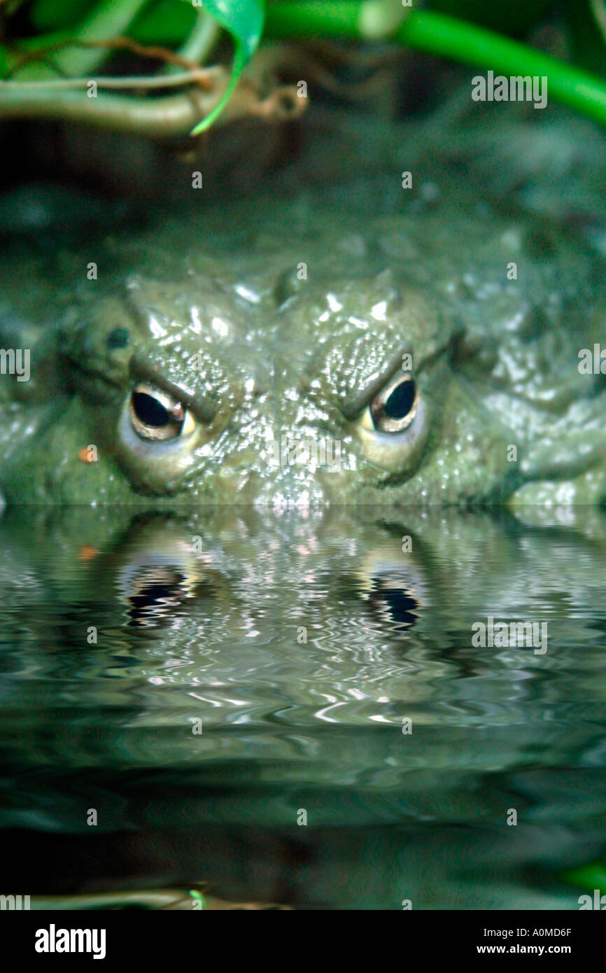 Evil frog hi-res stock photography and images - Alamy