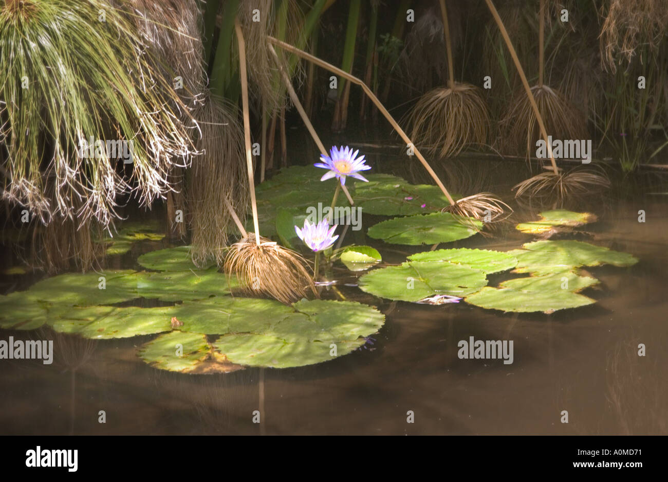 Water lily reed frog hi-res stock photography and images - Alamy