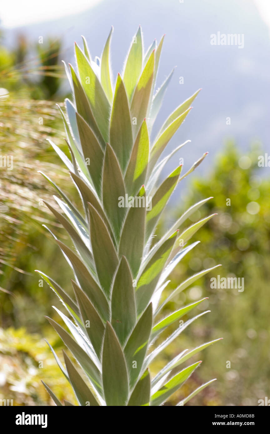 A branch of a Silver Tree in Kirstenbosch Gardens at the base of Table ...