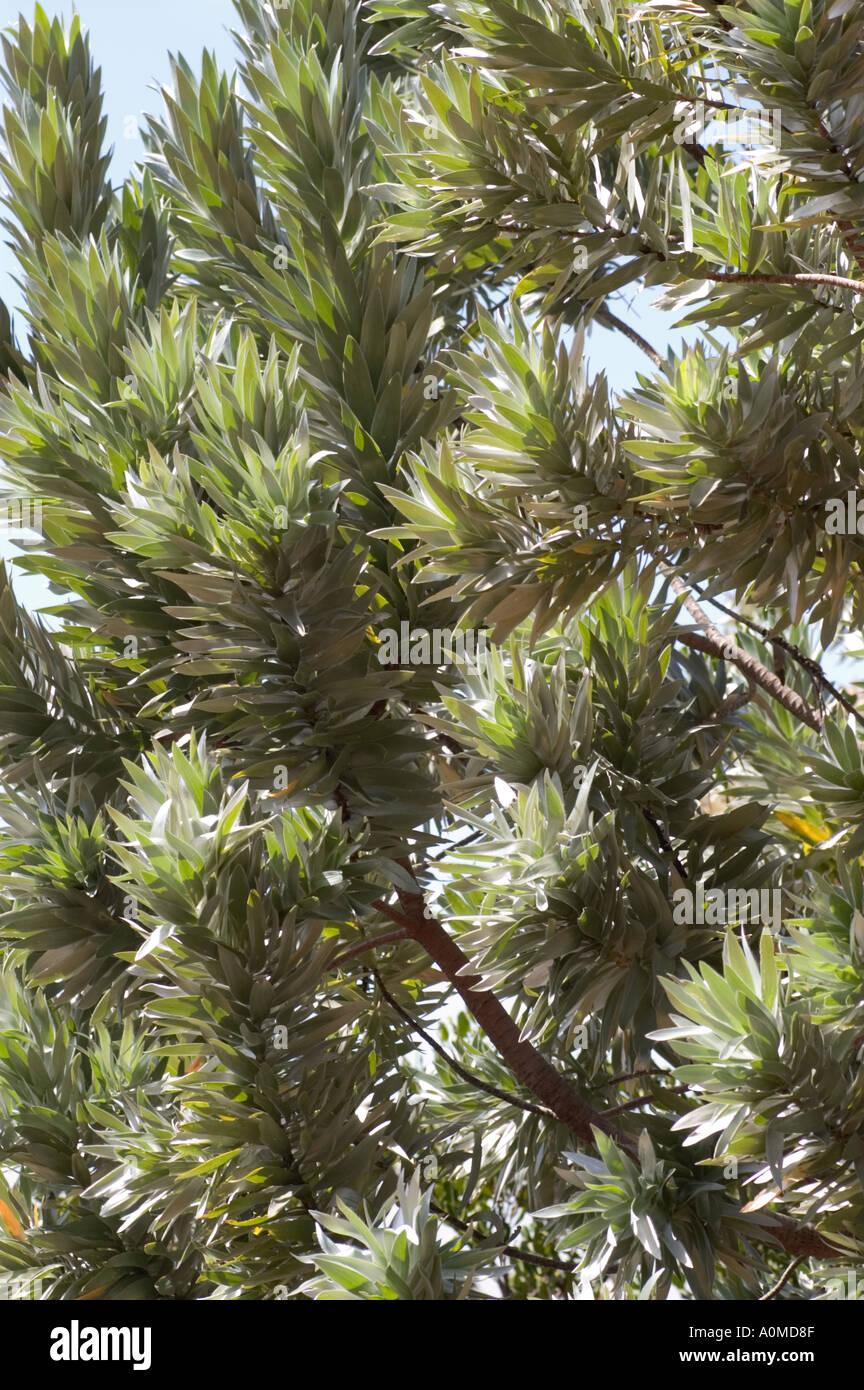 Branches of a Silver Tree in Kirstenbosch Gardens at the base of Table ...