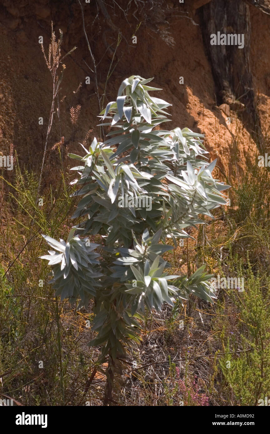 A dying Silver Tree in Kirstenbosch Gardens at the base of Table ...