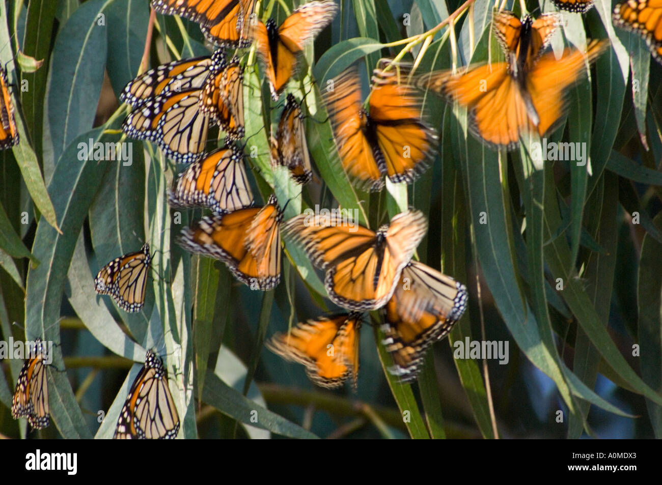 Wintering Monarch Butterfly, California Coast, Big Sur Stock Photo - Alamy