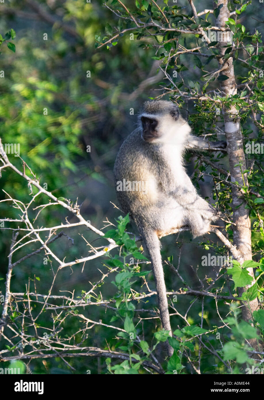 vervet monkey Cercopithecus aethiops looking out for troop Kruger Park ...