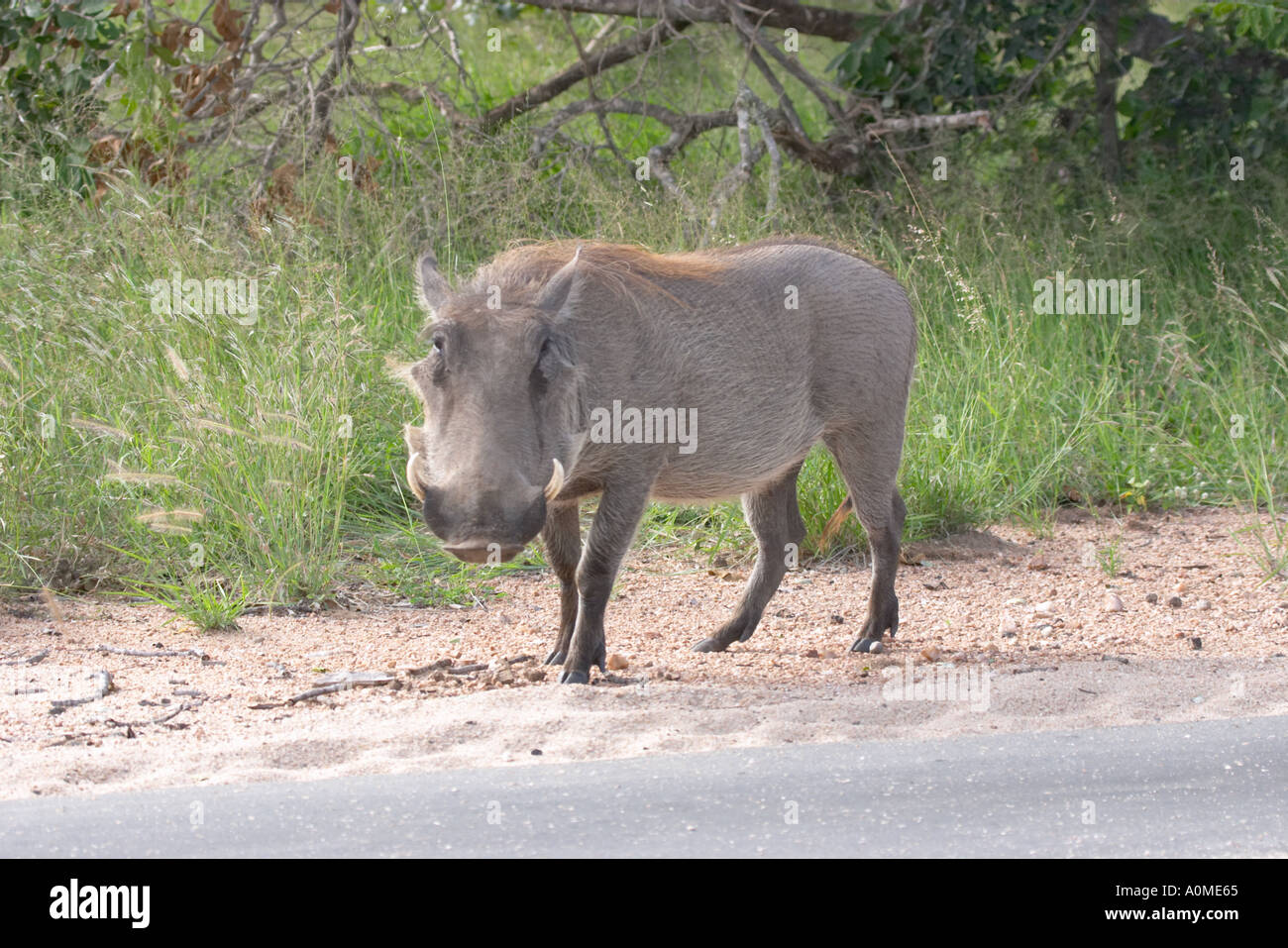 warthog on a road Stock Photo - Alamy