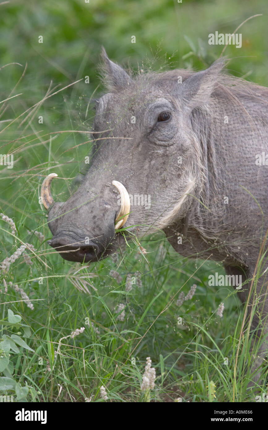 Close up of face of a warthog with grass background Stock Photo - Alamy