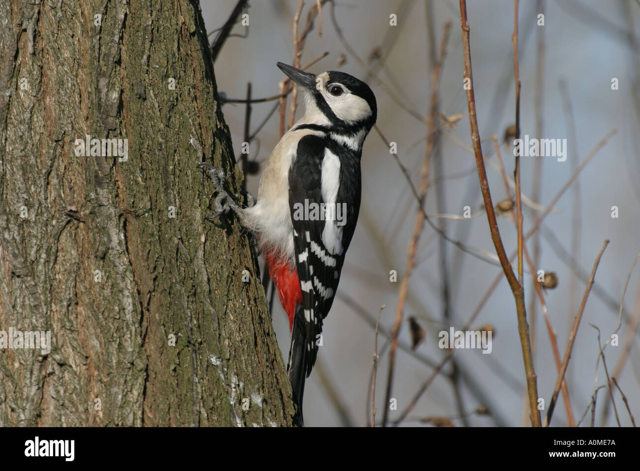 Buntspecht wald hi-res stock photography and images - Alamy