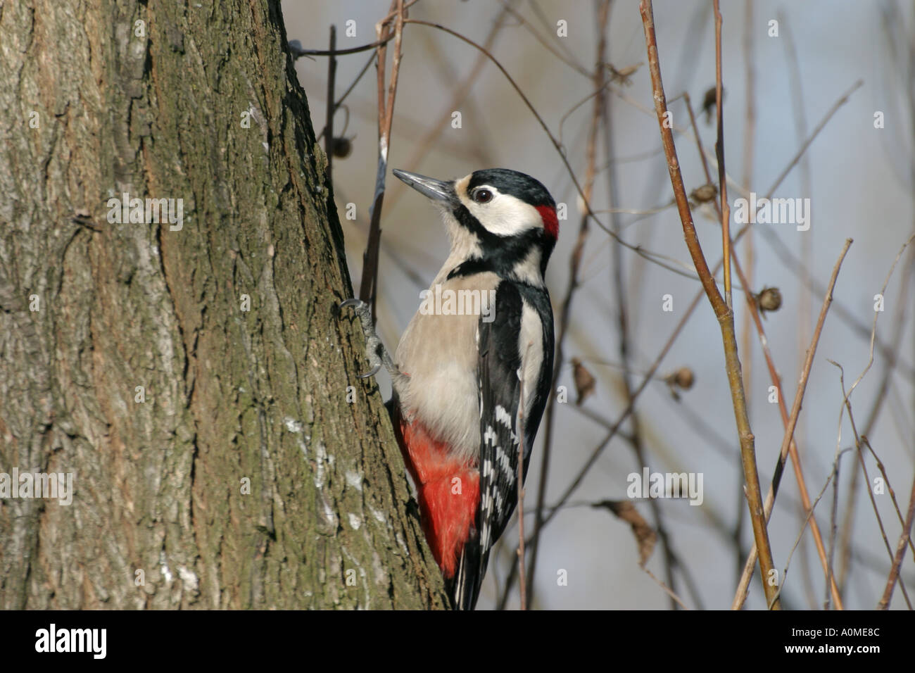 Buntspecht wald hi-res stock photography and images - Alamy