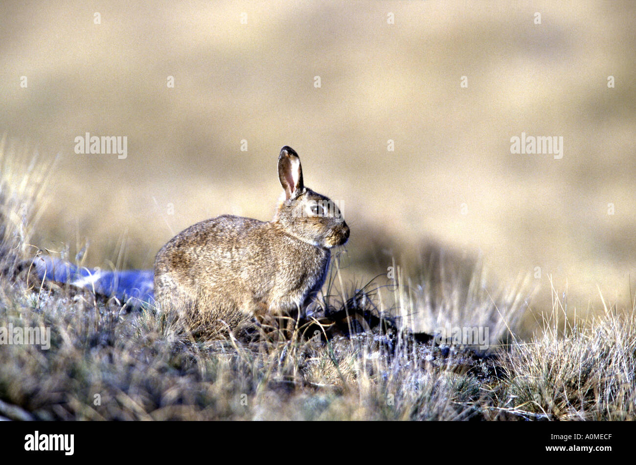 Oryctolagus cuniculus sommer hi-res stock photography and images - Alamy