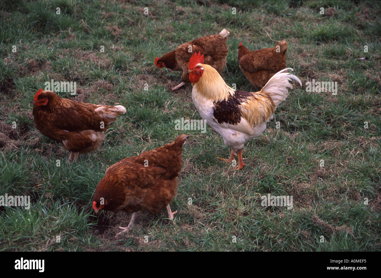 fowls free running Stock Photo - Alamy