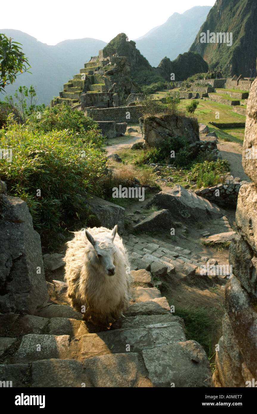 Peru Machu Picchu llama climbing steps Stock Photo - Alamy