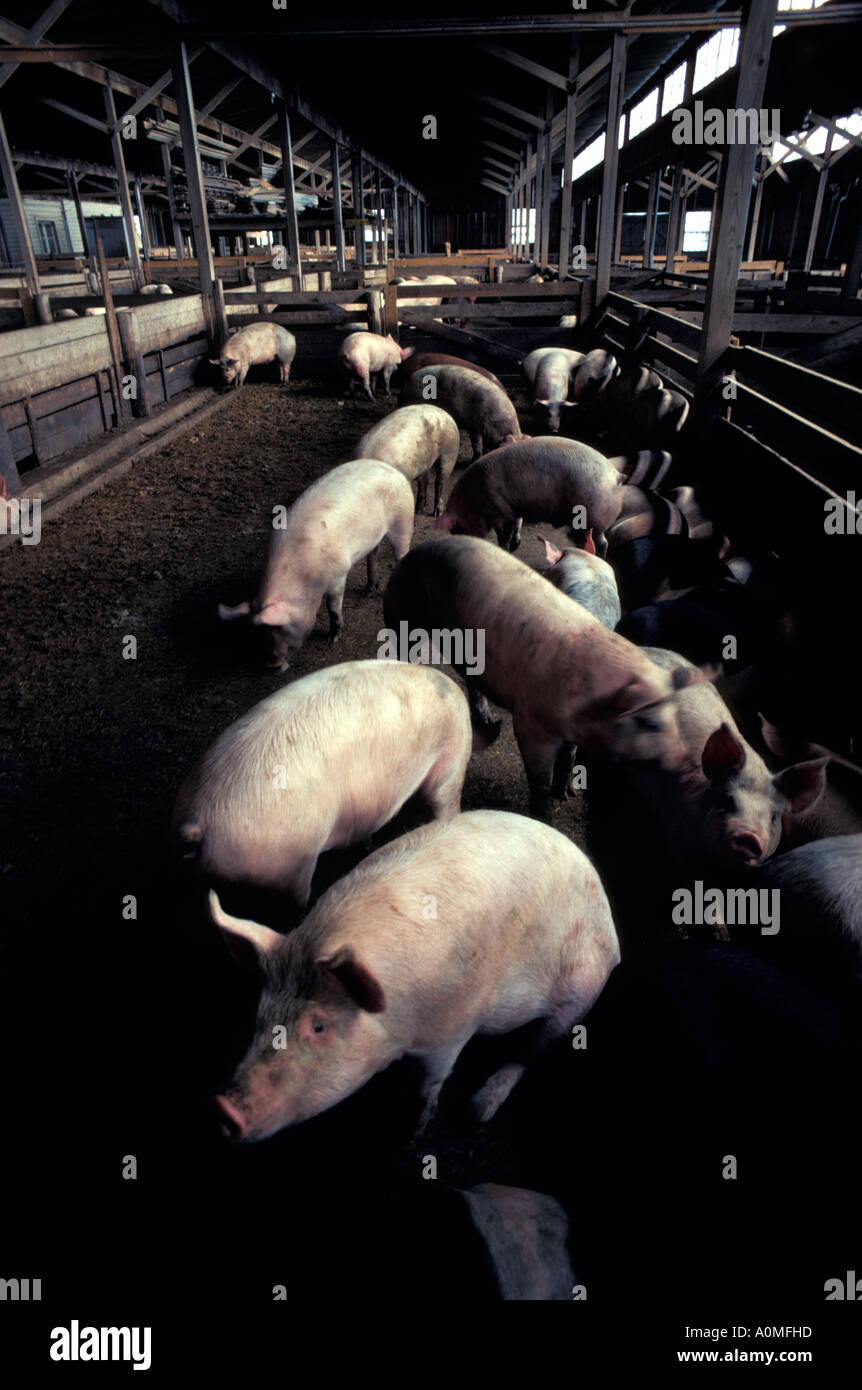 Cattle fattening barn hi-res stock photography and images - Alamy