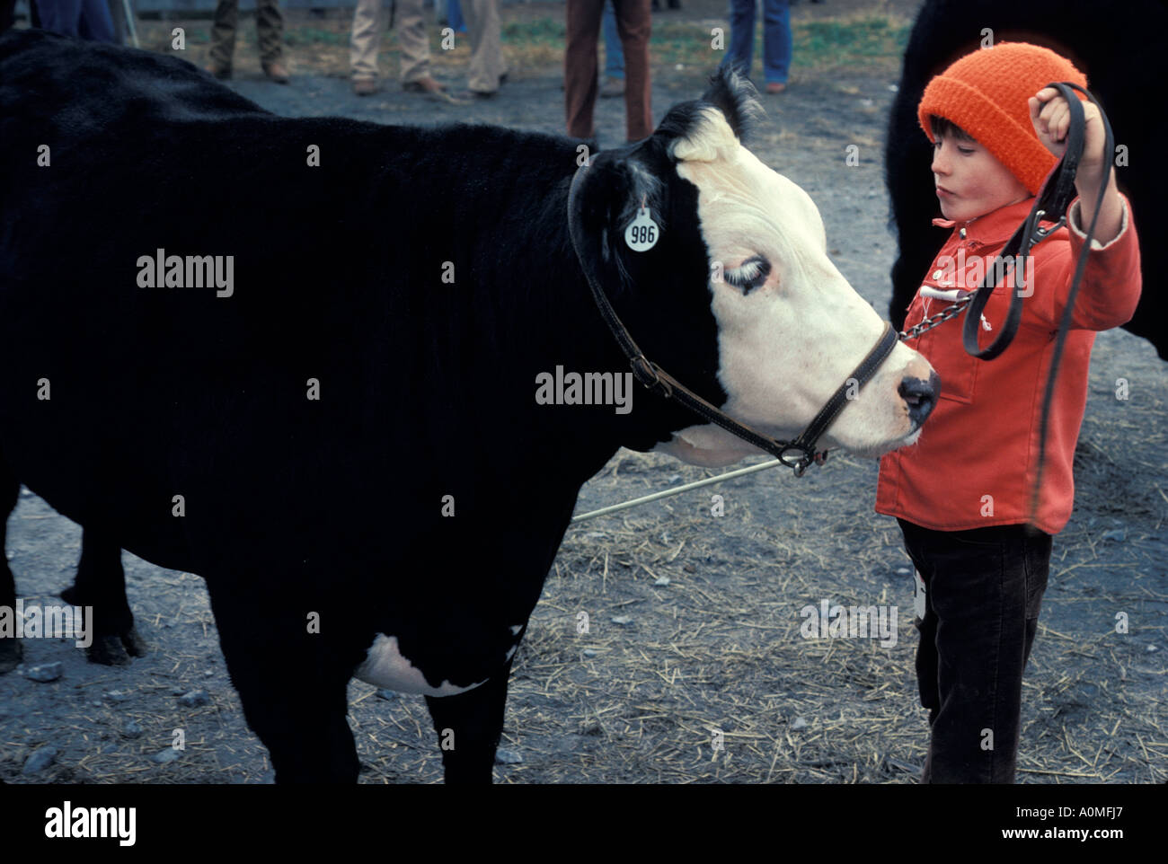 1 one young boy red jacket cap 4H showing beef cattle Lancaster PA ...