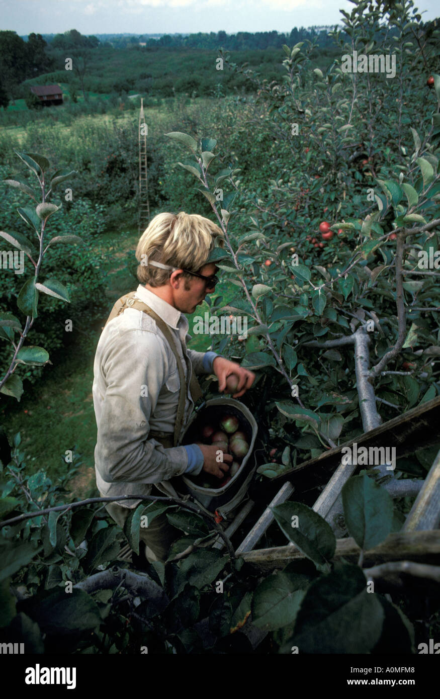 1 one man male apple orchard picking fresh fruit blue sky Lancaster PA ...